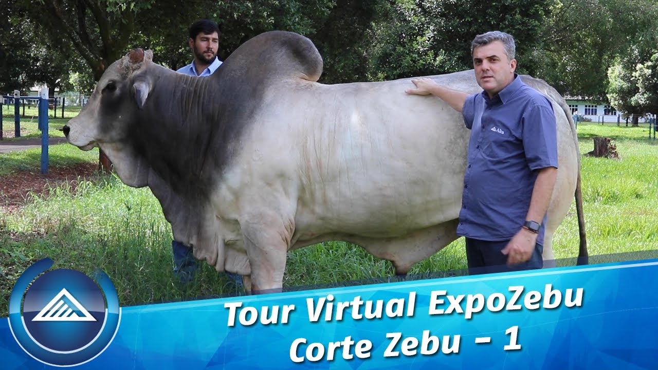 Tour Virtual - ExpoZebu - Corte Zebu - 1 - YouTube