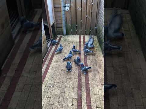 Takla guvercin tek damar