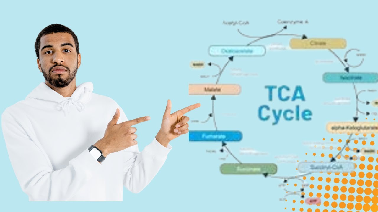 TCA Cycle (Krebs Cycle) – Explained Step by Step | Biochemistry Made ...