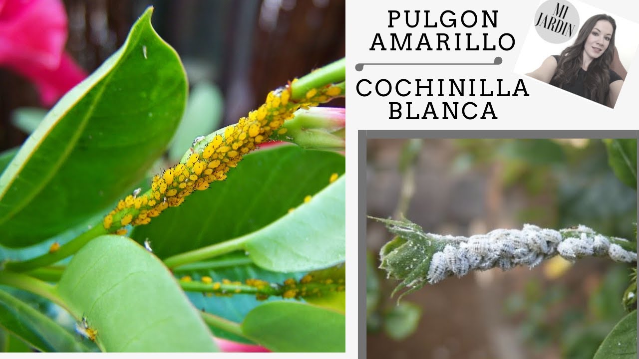 COMO ELIMINAR LA PLAGA *PULGON AMARILLO Y COCHINILLA BLANCA - YouTube