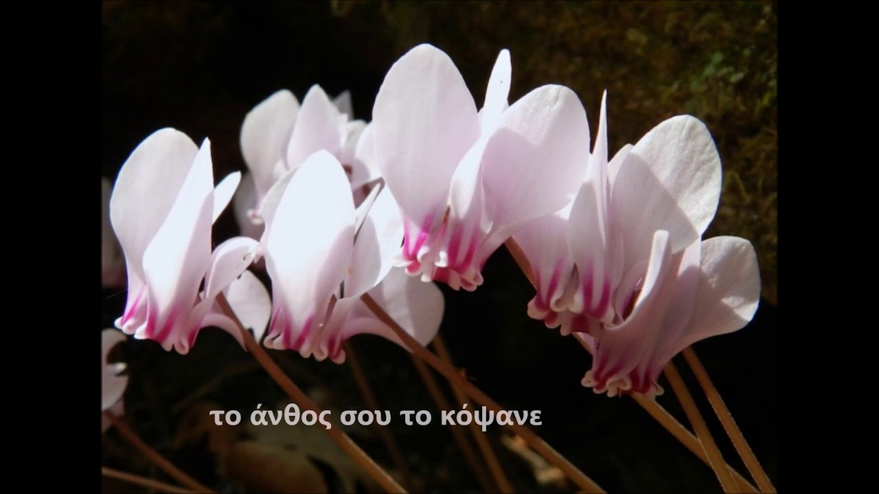 Κυκλαμινο σε κάμινο - YouTube