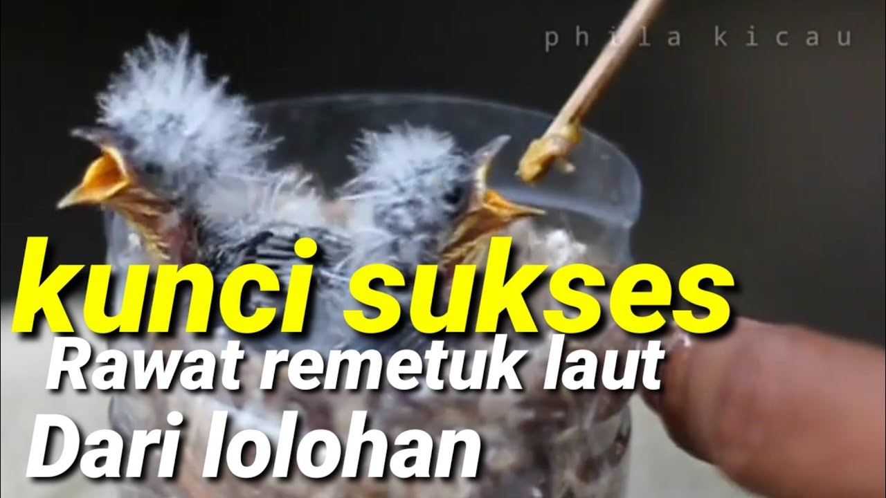cara meloloh burung remetuk laut - YouTube