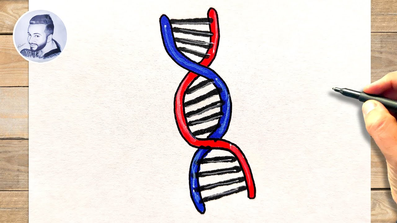 Comment dessiner un adn - YouTube