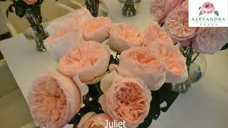 Juliet™ (Ausjameson) Garden Rose