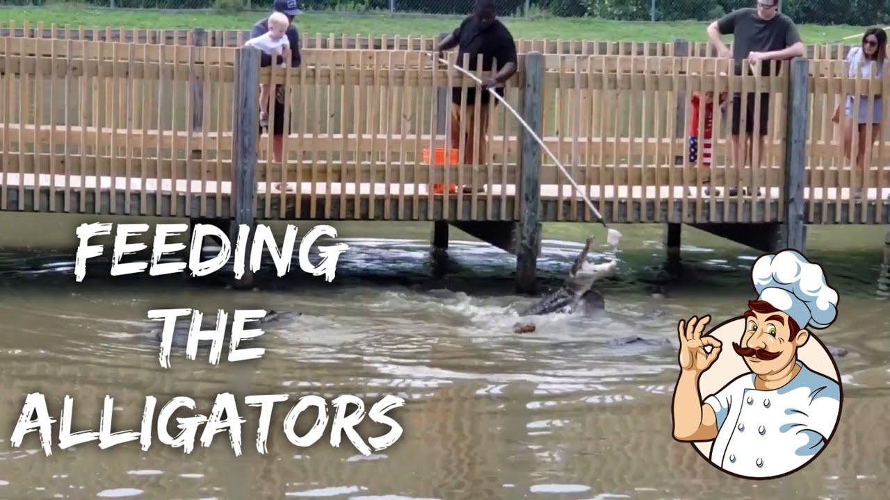 Feeding Alligators At Gators And Friends 2019 - YouTube