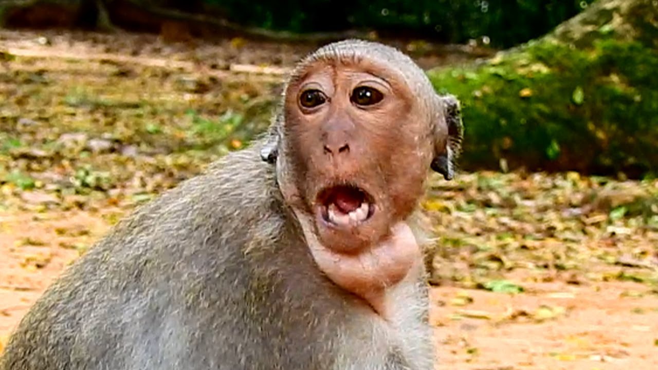 MG..GOD..Help Giant Jinx Monkey Boom Eating Foods By Angry Jade Monkey ...