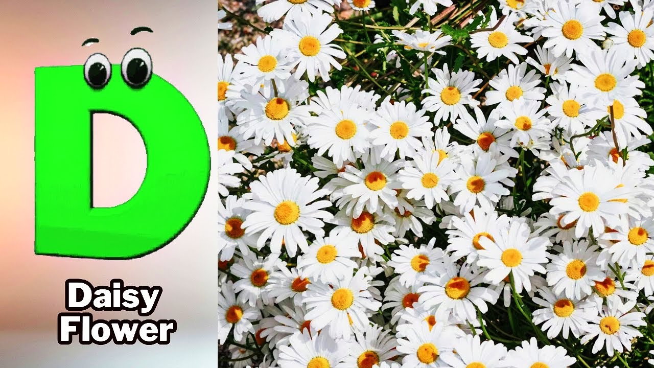 ABC - Alphabet Song - ABC Song - Collection - 2024 #759 - YouTube