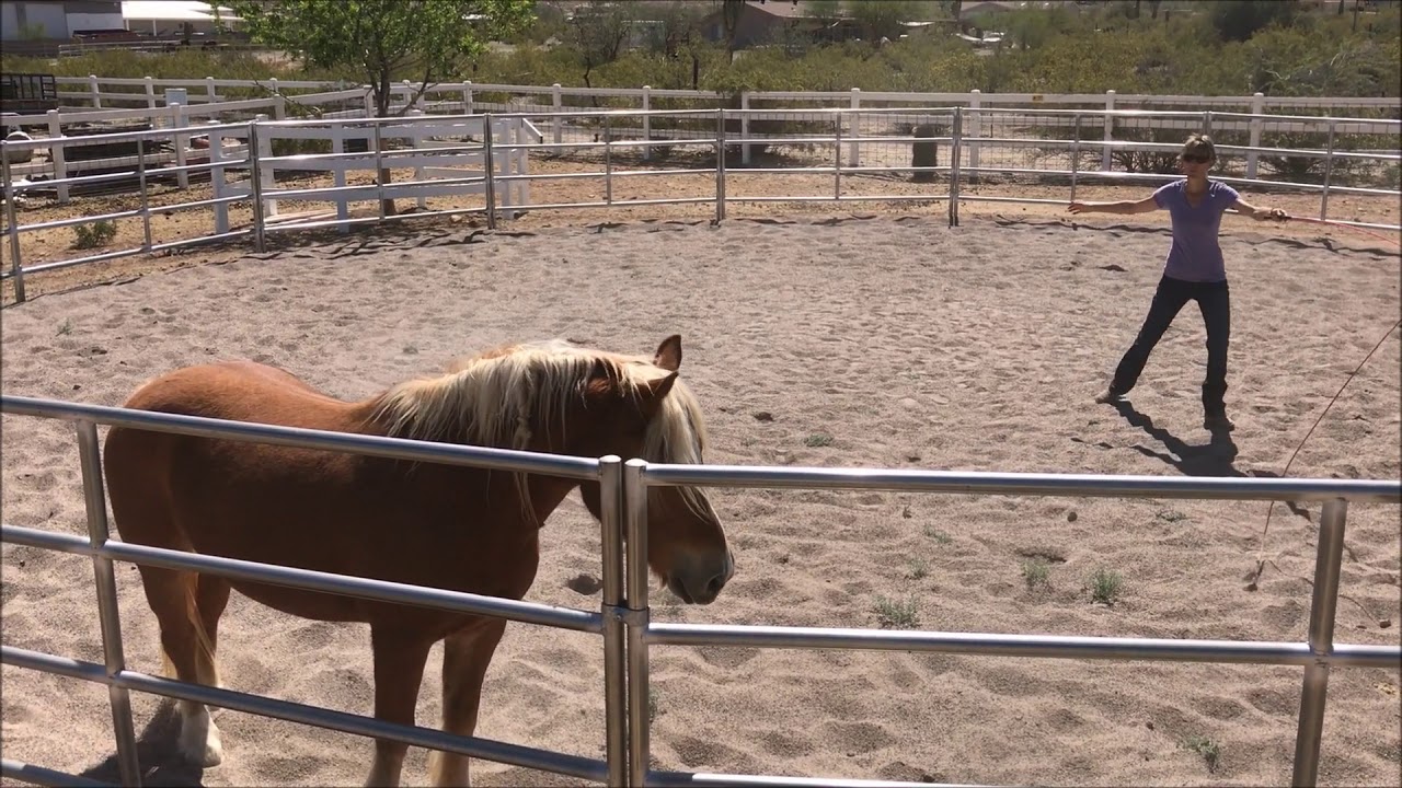 Pam 3 Step 3 Groundwork Lesson 1 Roundpen for Respect - YouTube