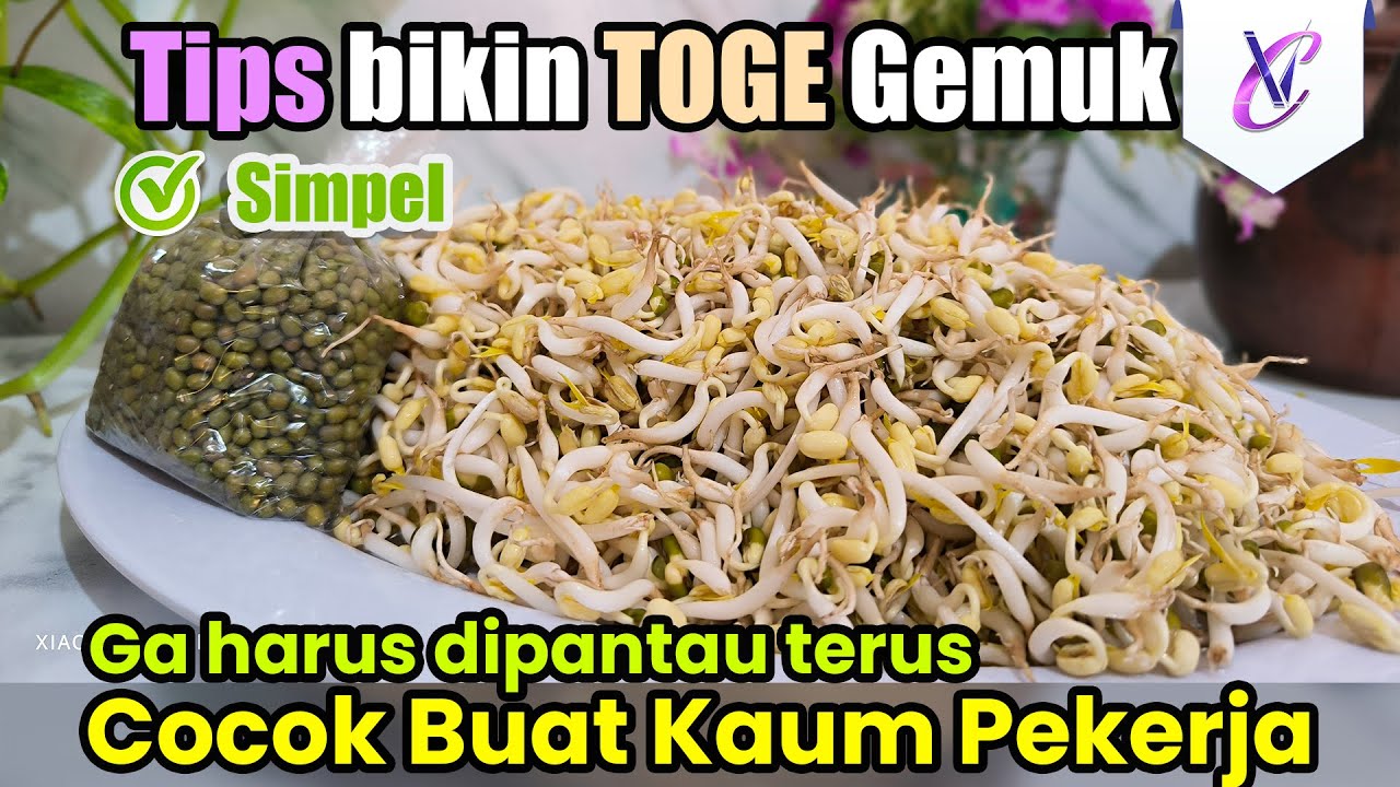 Cara Bikin Toge / Taoge yang Praktis, Cukup 2 kali siram aja per Hari ...