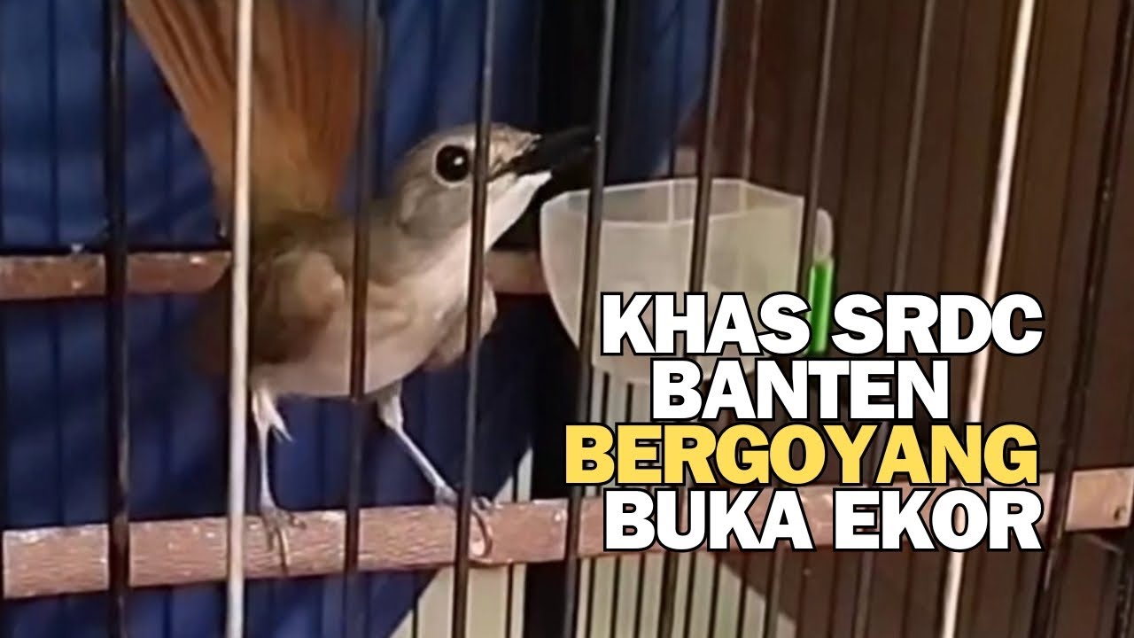 GAYA KHAS BURUNG SRDC ORI BANTEN BERGOYANG BUKA EKOR!! - YouTube