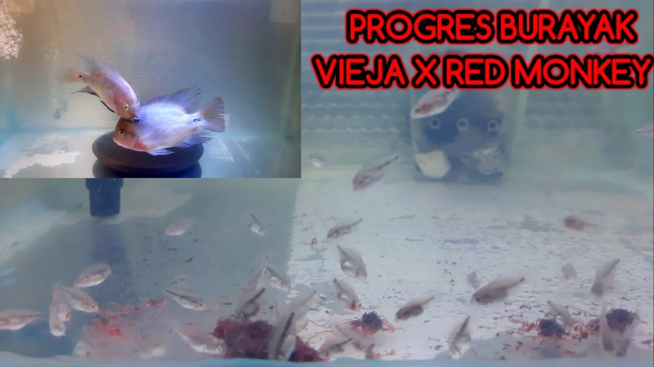 Update Burayak Vieja X Red Monkey | Bahan Buat Cetak Louhan Kamfa | # ...