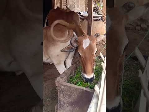 sapi makan rumput - YouTube