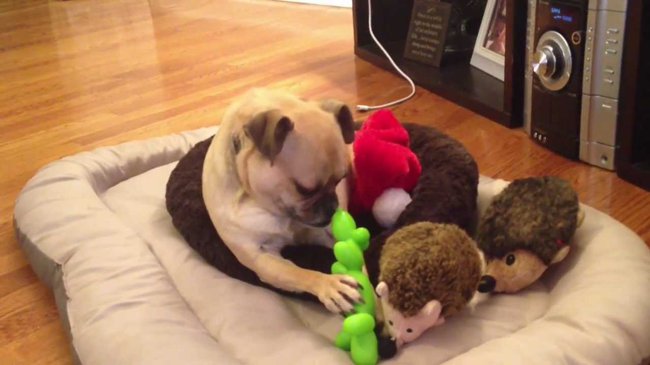 **CUTEST** Pug Chihuahua Mix Chug - YouTube