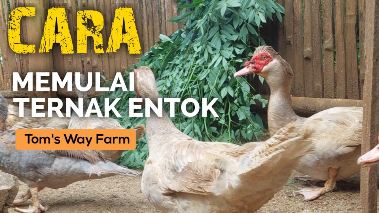CARA SUKSES TERNAK ENTOK UNTUK PEMULA ! 5 Langkah Pertama Budidaya ...