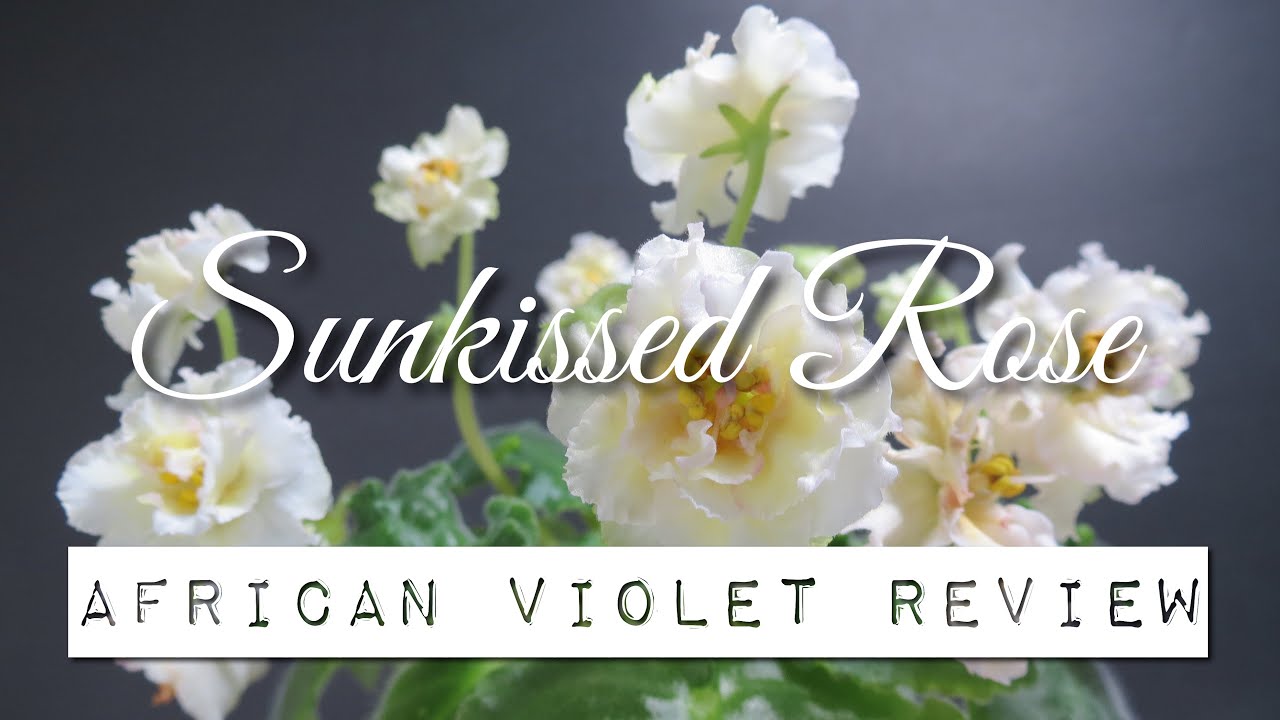 Sunkissed Rose - African Violet Review - YouTube