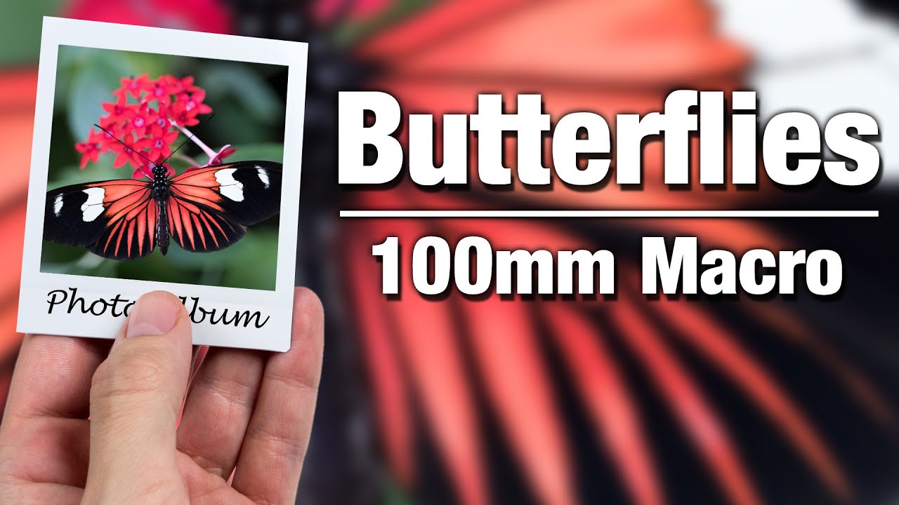 Macro Photos of Butterflies using 100mm 2.8 macro for Instax Album ...