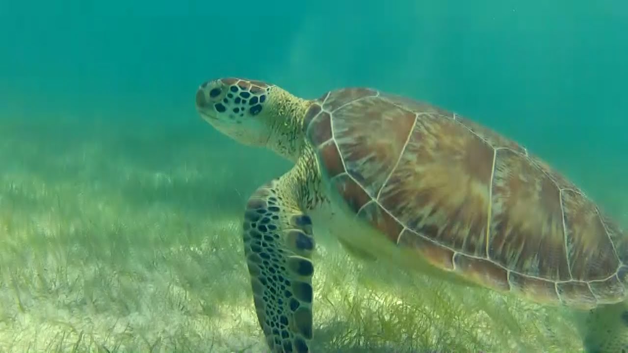 Rescate de tortuga marina en Cancun: MAYA, La Tortuga Verde de Xcaret ...