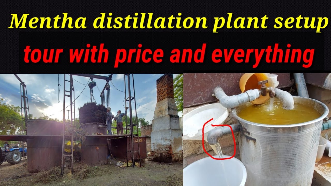 मेंथा प्लांट /पिपरमेंट प्लांट /mentha oil extraction process |mentha ...