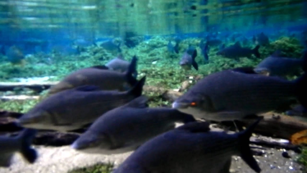 FLUTUAÇÃO NO RIO DA PRATA, PEIXE CURIMBATÁ, CURIMBA (PROCHILODUS ...