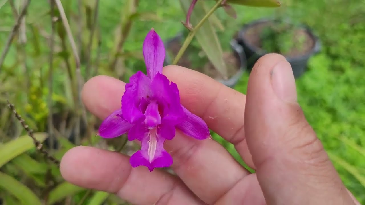 Fases do Desenvolvimento da Bletia catenulata - YouTube