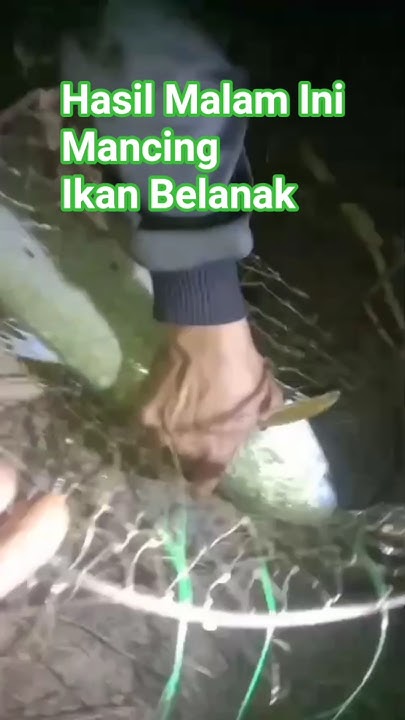Mancing Ikan Belanak Di Malam Hari #mancing #mancingmantap #fishing #mancingceria # ...