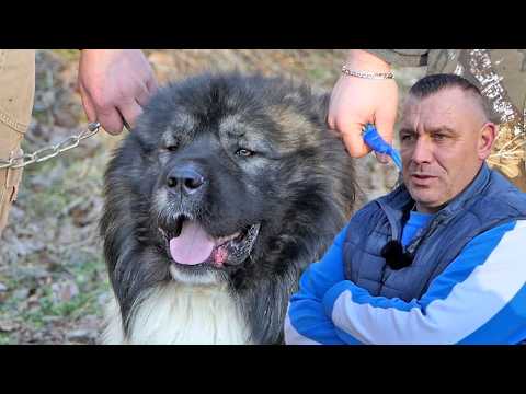 Snimio sam najopasnijeg psa, dvojica čuvaju kavkaskog ovčara