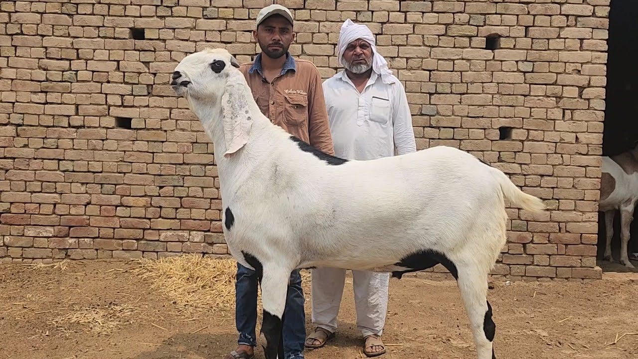 Champion 170 Kg Self Feeding Heaviest Goat | Hanumangarh Rajasthan ...