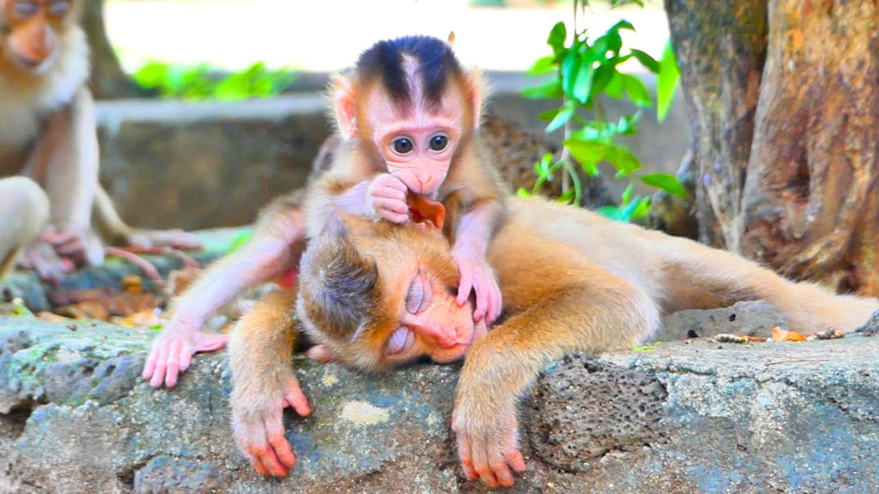 Romantic💘..... Sweetie Of Siblings SARO And SABA, The Best Mom SARIK ...