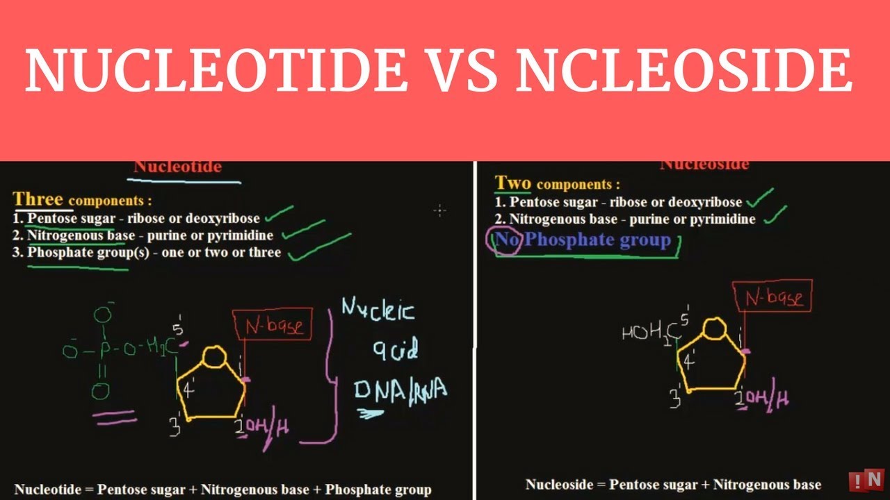 Nucleoside Vs Nucleotide