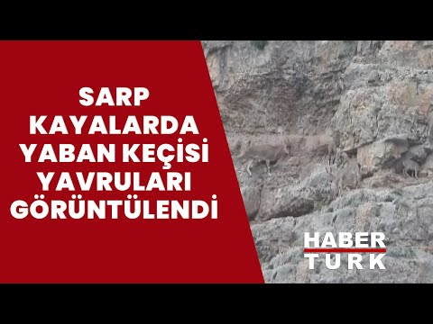 Sarp kayalıklarda yaban keçisi yavruları görüntülendi