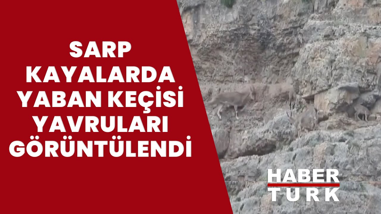 Sarp kayalıklarda yaban keçisi yavruları görüntülendi - YouTube