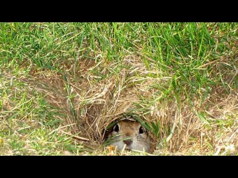 Tarla Fareleri ile mücadele yöntemim hk 10 Mart 2024 pazar