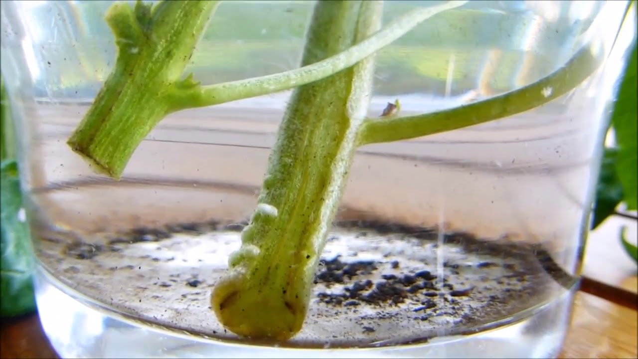 Planta de Tomate rota como salvarla A los tres dias - YouTube