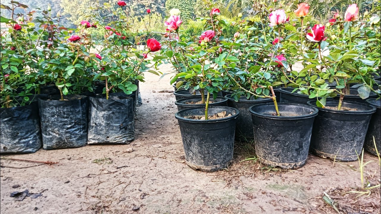 how are two ross कितने अच्छे गुलाब के पौधे गुलाब की बागवानी roj gulab ...