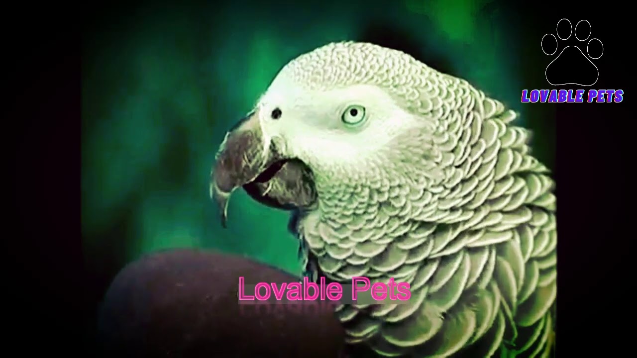 Einstein - the African gray parrot || Cute Animals || Lovable Pets ...