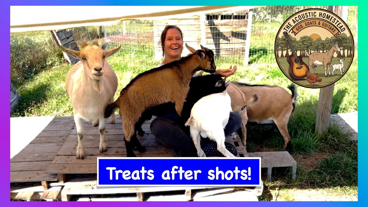Baby Goat Health Day: Hoof Trims, Shots & Treats! - YouTube