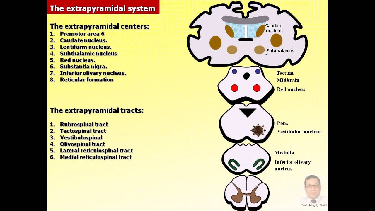 Magdy Said,Anatomy series,Neuroanatomy.21- extrapyramidal system - YouTube
