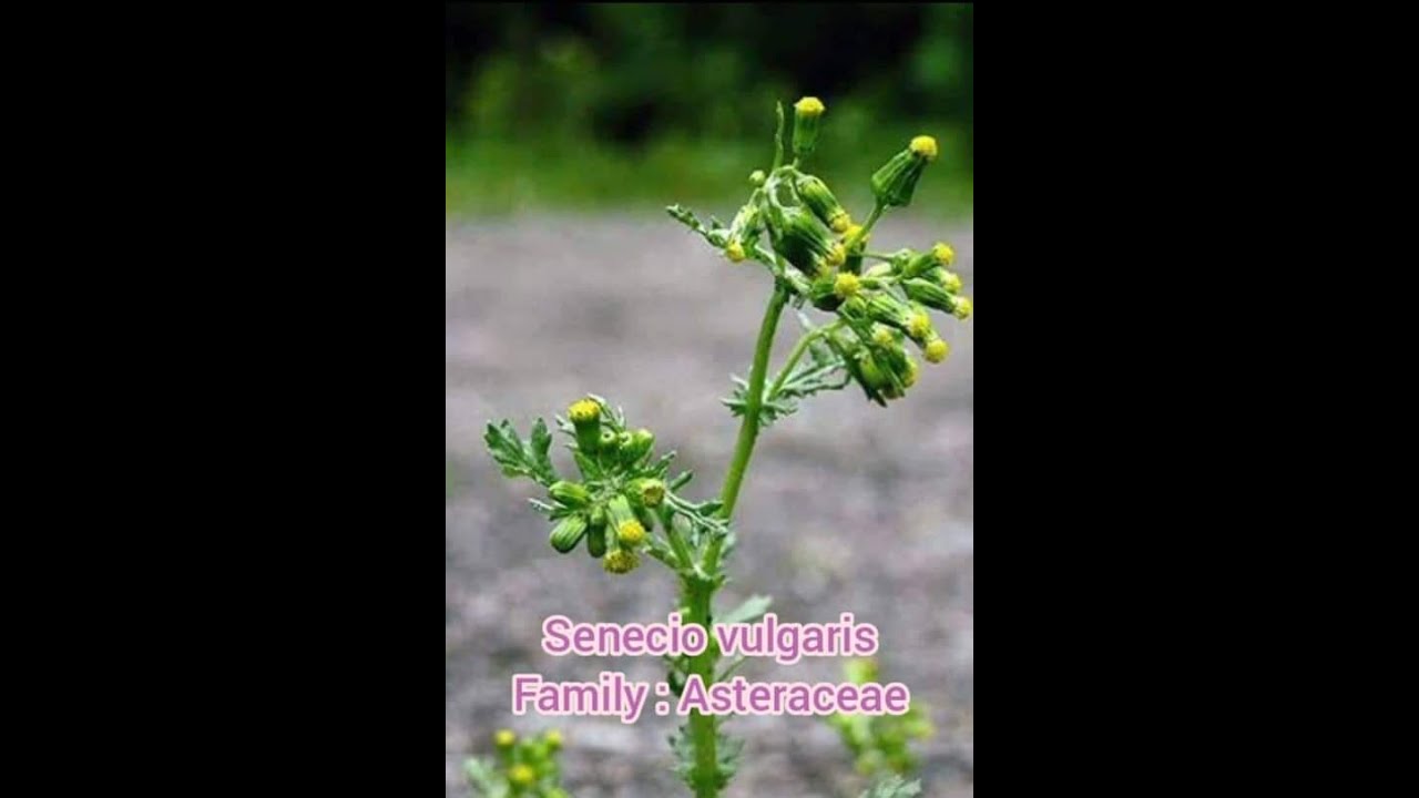 Common plants... Senecio vulgaris ||Family : Asteraceae || BD Botanist ...