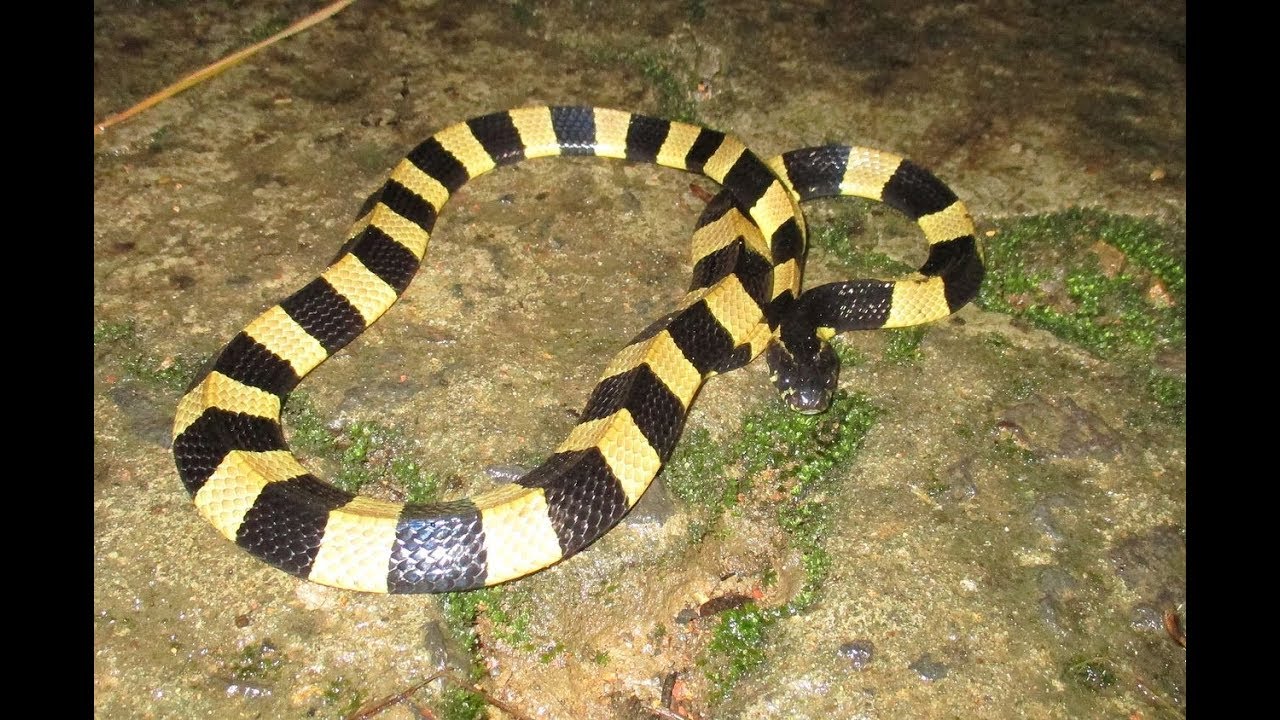 Rana sapa(Snake)||ରଣା ସାପ Indian - YouTube