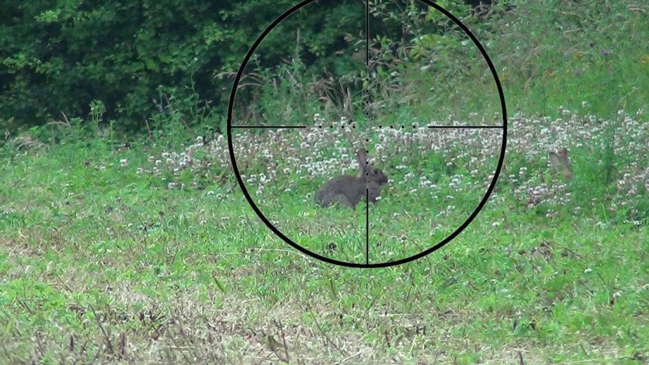 Rat Works Ranger rounding up the rabbit outlaws - YouTube