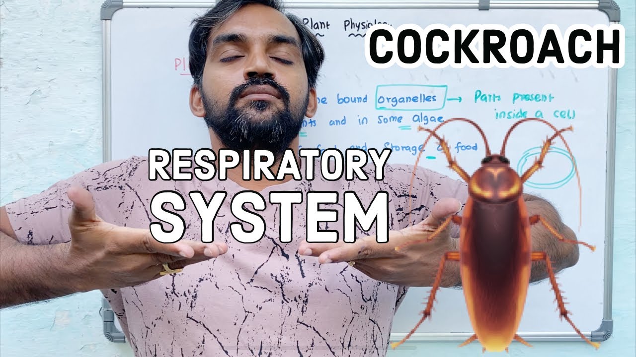 Cockroach - Respiratory system | Structural organisation in Animals ...