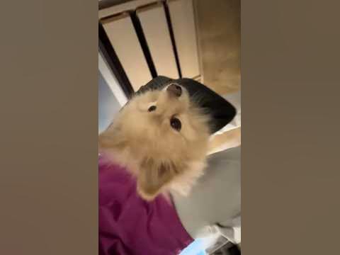 чичи лав 💞🐕🐶 #хээйпанда #чичилав #собаки #собака #dog #шпиц - YouTube