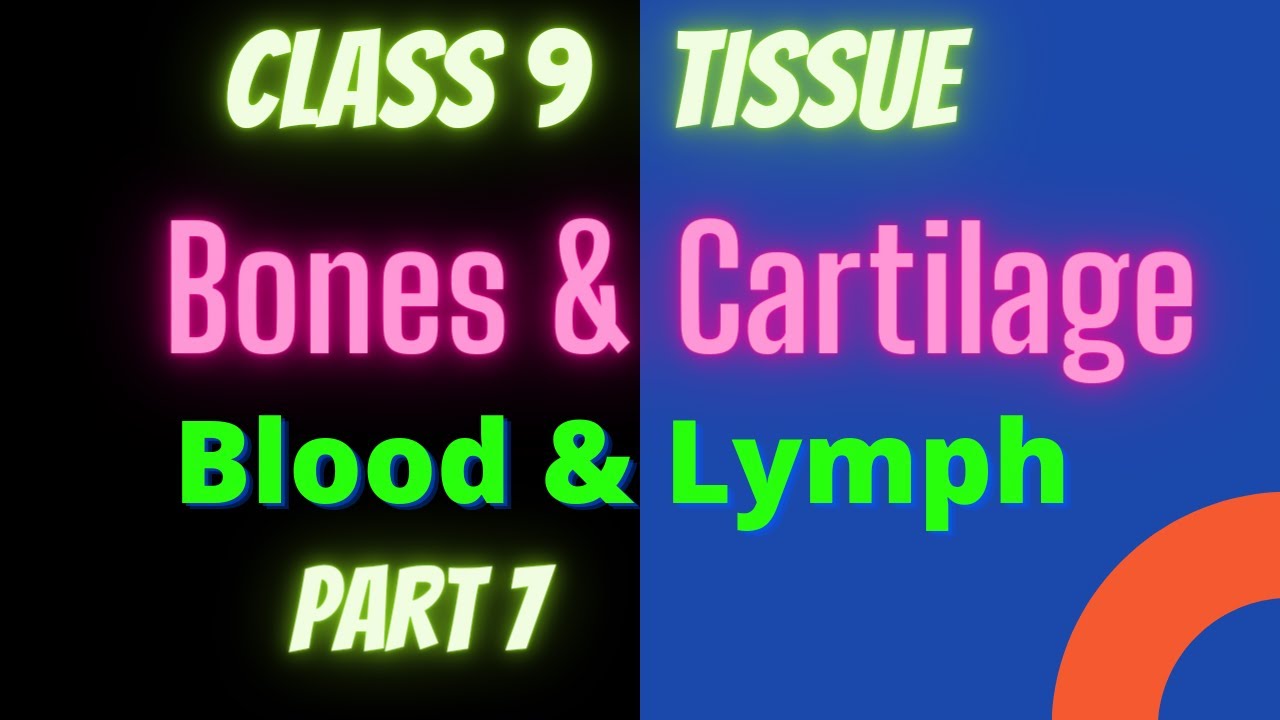 Tissue Class 9 Science Chapter 6 Biology| Animal Tissue | Bone ...