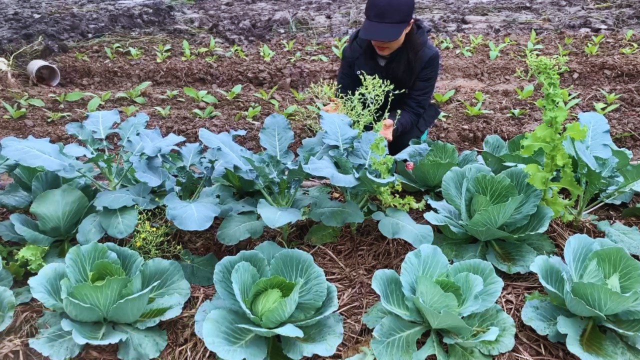 Organic garden in rural areas - Water with organic fertilizer for more ...