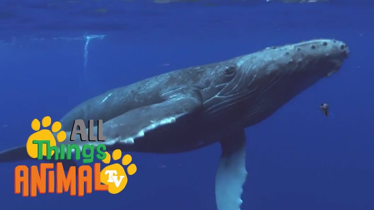 * HUMPBACK WHALE * | Animals For Kids | All Things Animal TV - YouTube