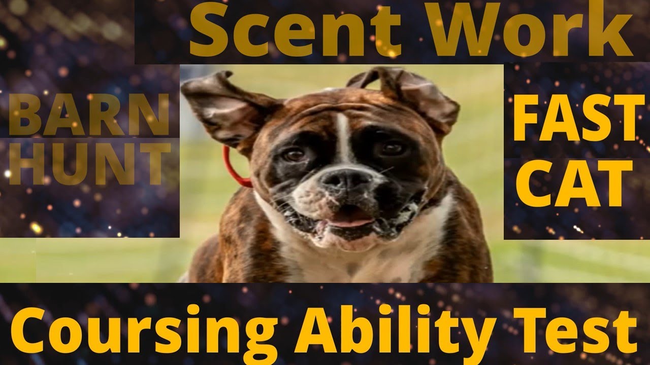 Bouncer Explores Dog Sports - Part 1 - YouTube