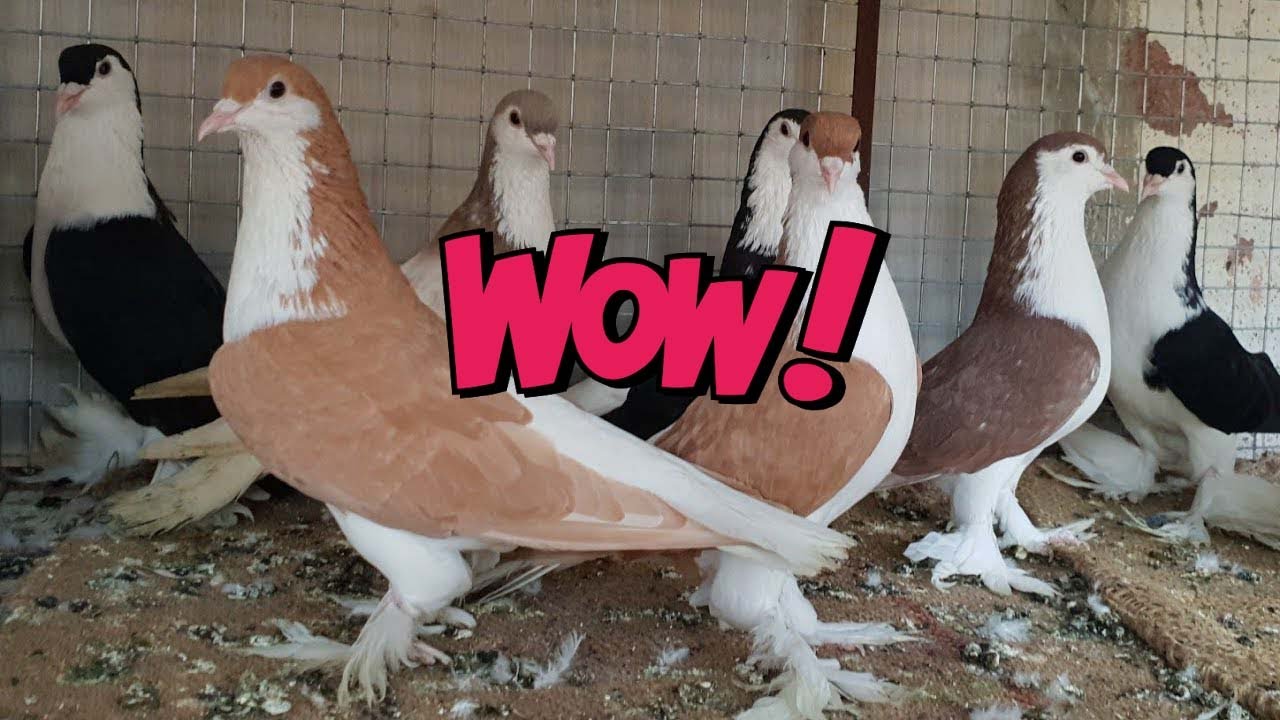 Colorful Pigeon | Rangeen Kabootar | Pakistani Kabutar - YouTube