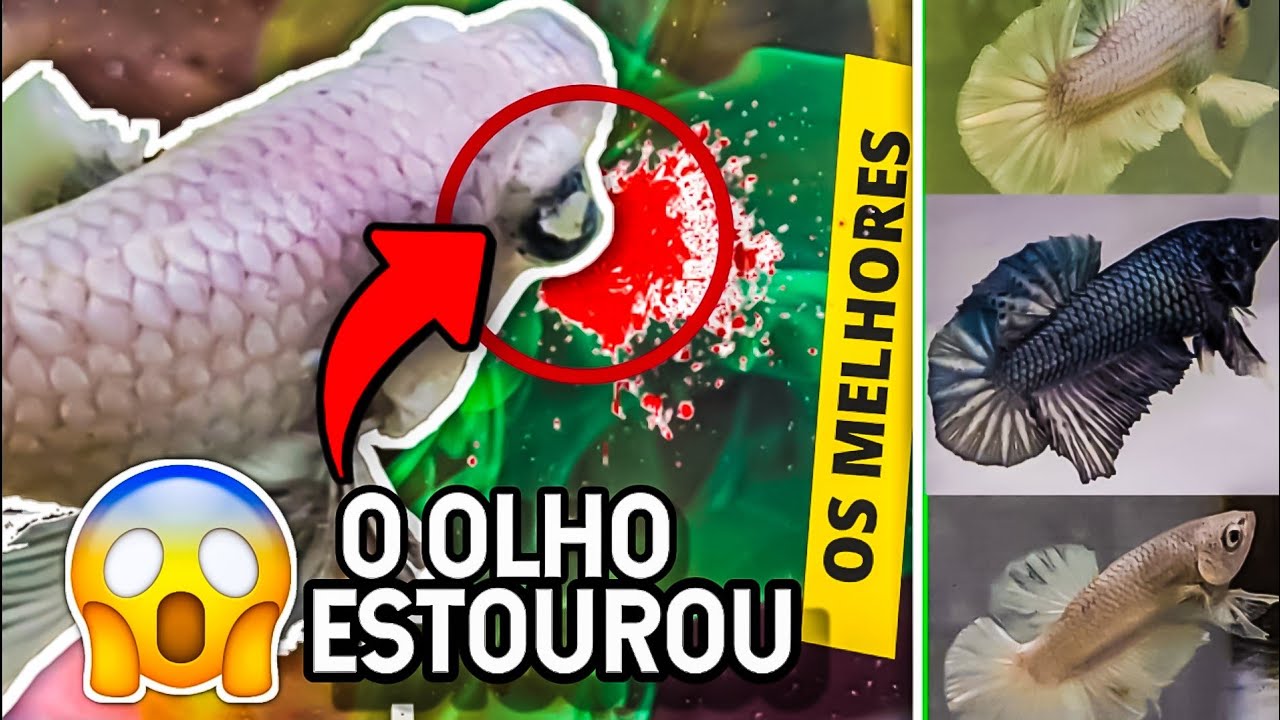 OS MELHORES BETTAS | DOENÇA DO OLHO ESTUFADO (POPEYE) COMO TRATAR - YouTube