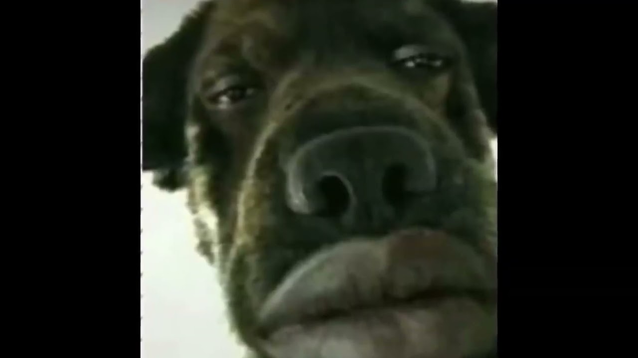 DEATH OF JUANDALE PRINGLE 😿 Quandale Dingle LORE - YouTube