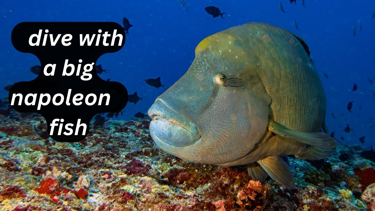 Amazing Adventures of Napoleon Fish in red sea - YouTube